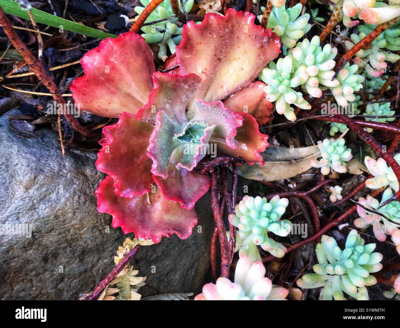 Curly shapes hi-res stock photography and images - Alamy