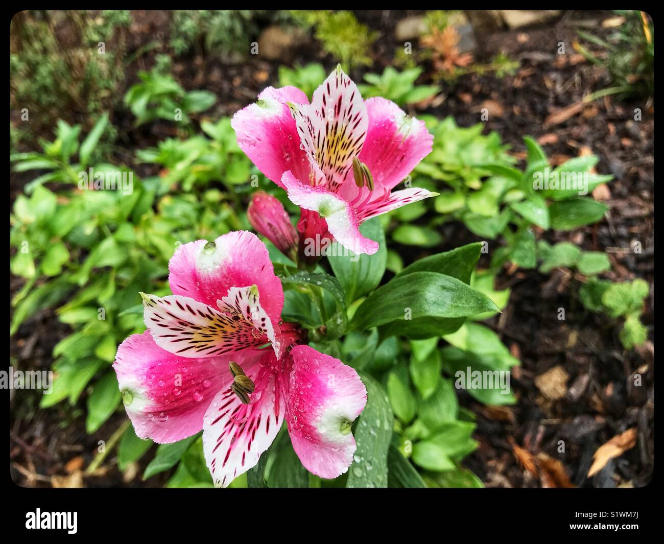 Pink and white azalea blooms growing in a garden Stock Photo - Alamy