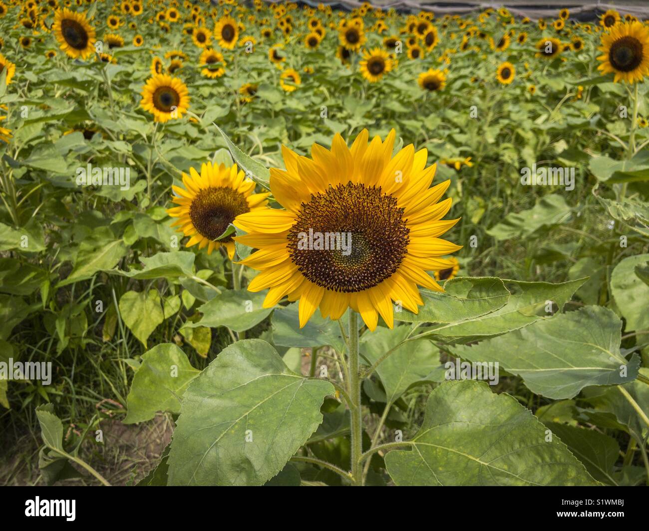 Sunflower china hi-res stock photography and images - Alamy