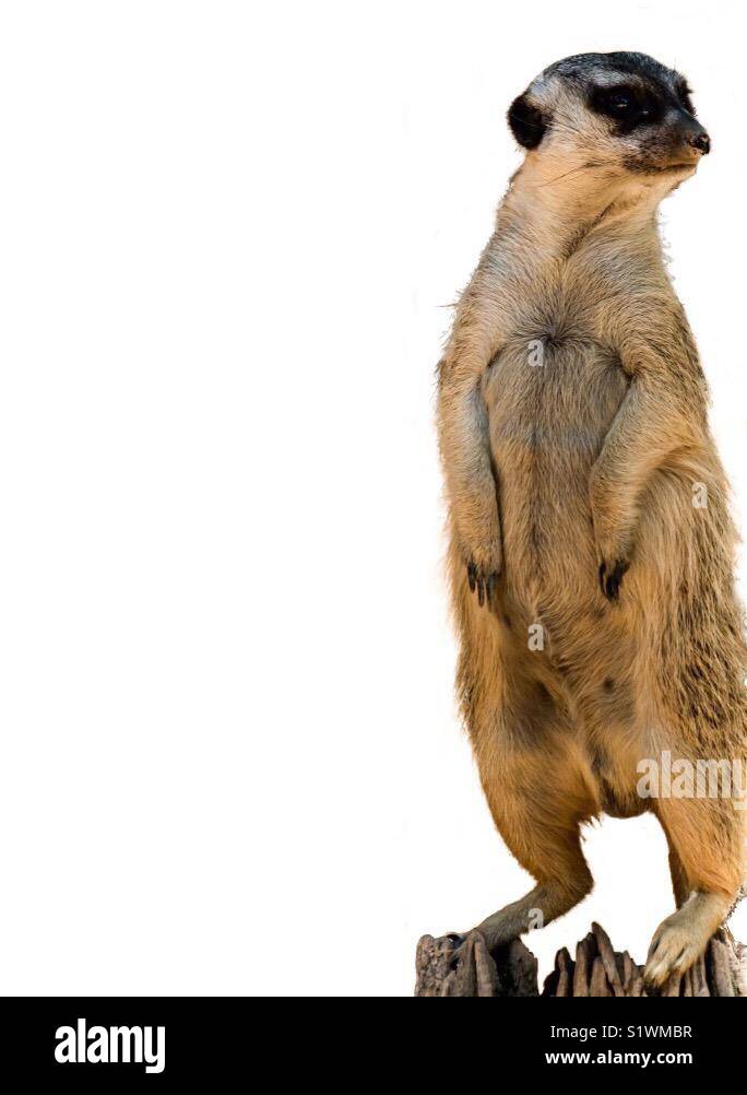 Meerkat fun funny Stock Photo - Alamy