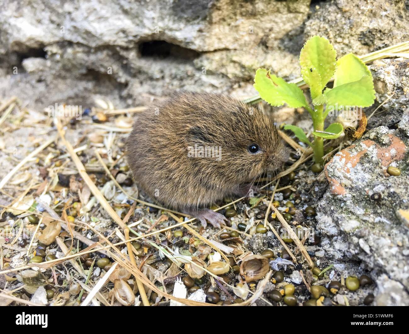 Common Vole Wild UK Stock Photo - Alamy