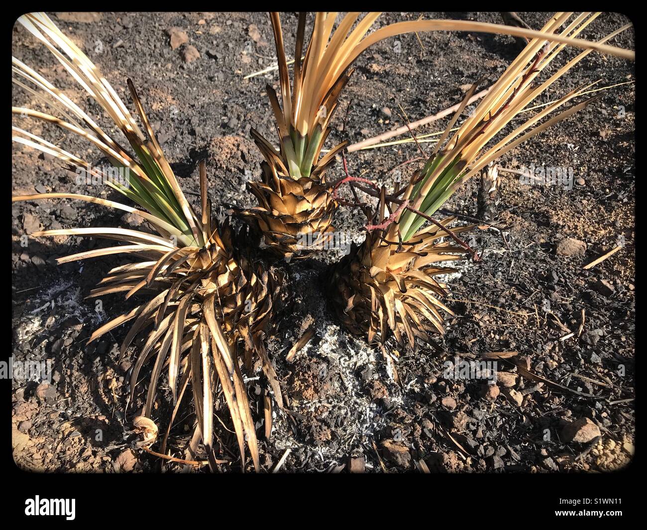 Fire charred palm Stock Photo - Alamy