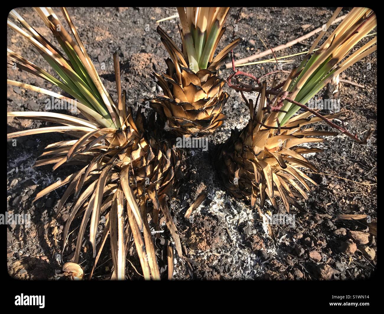 Burnt palm tree hi-res stock photography and images - Alamy