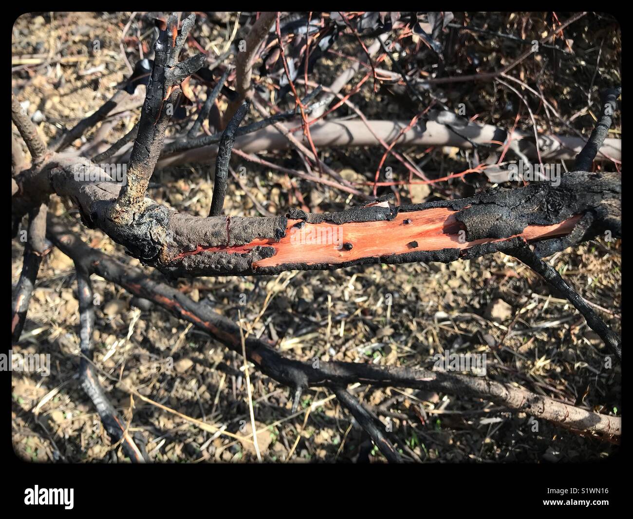 Burnt Branches High Resolution Stock Photography and Images - Alamy