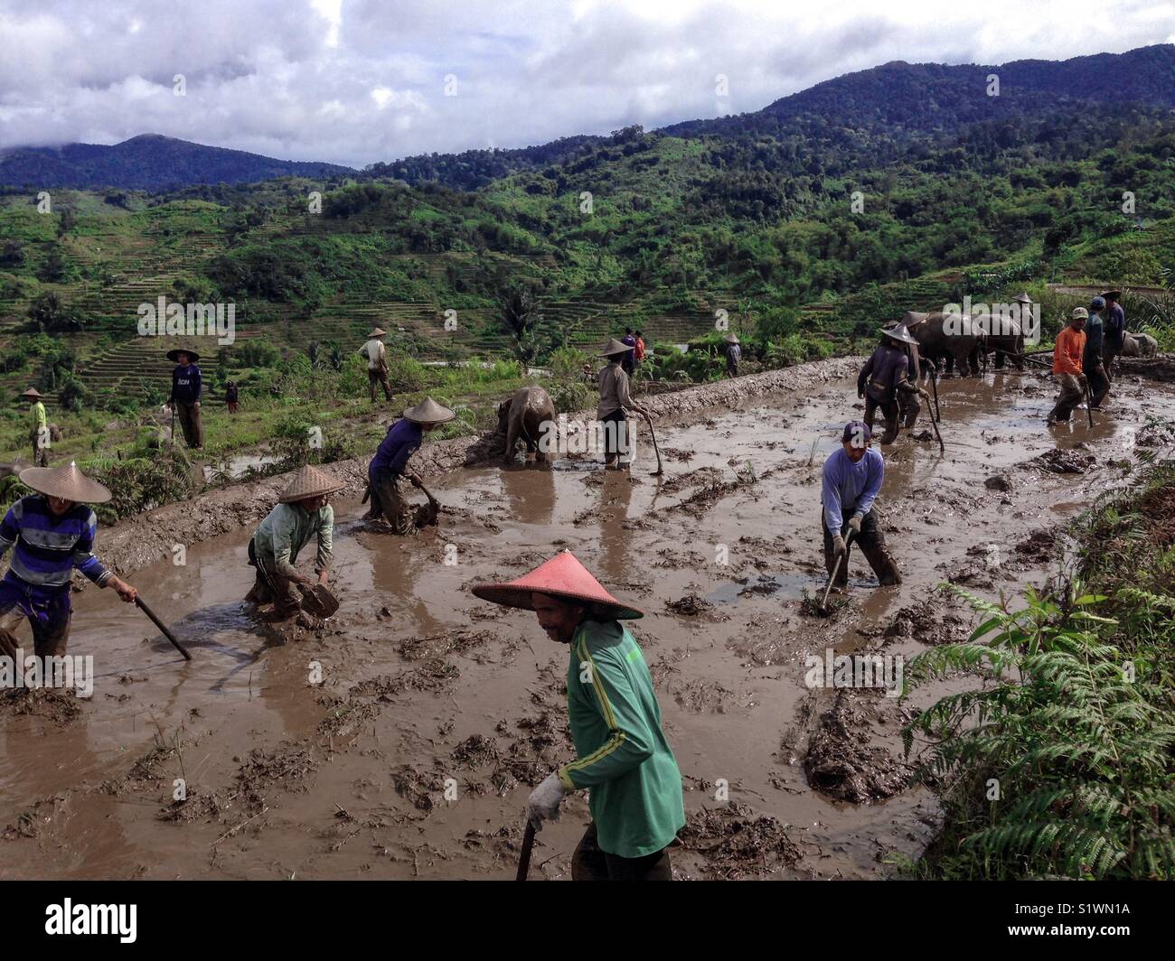 Cleaning harvest hi-res stock photography and images - Alamy