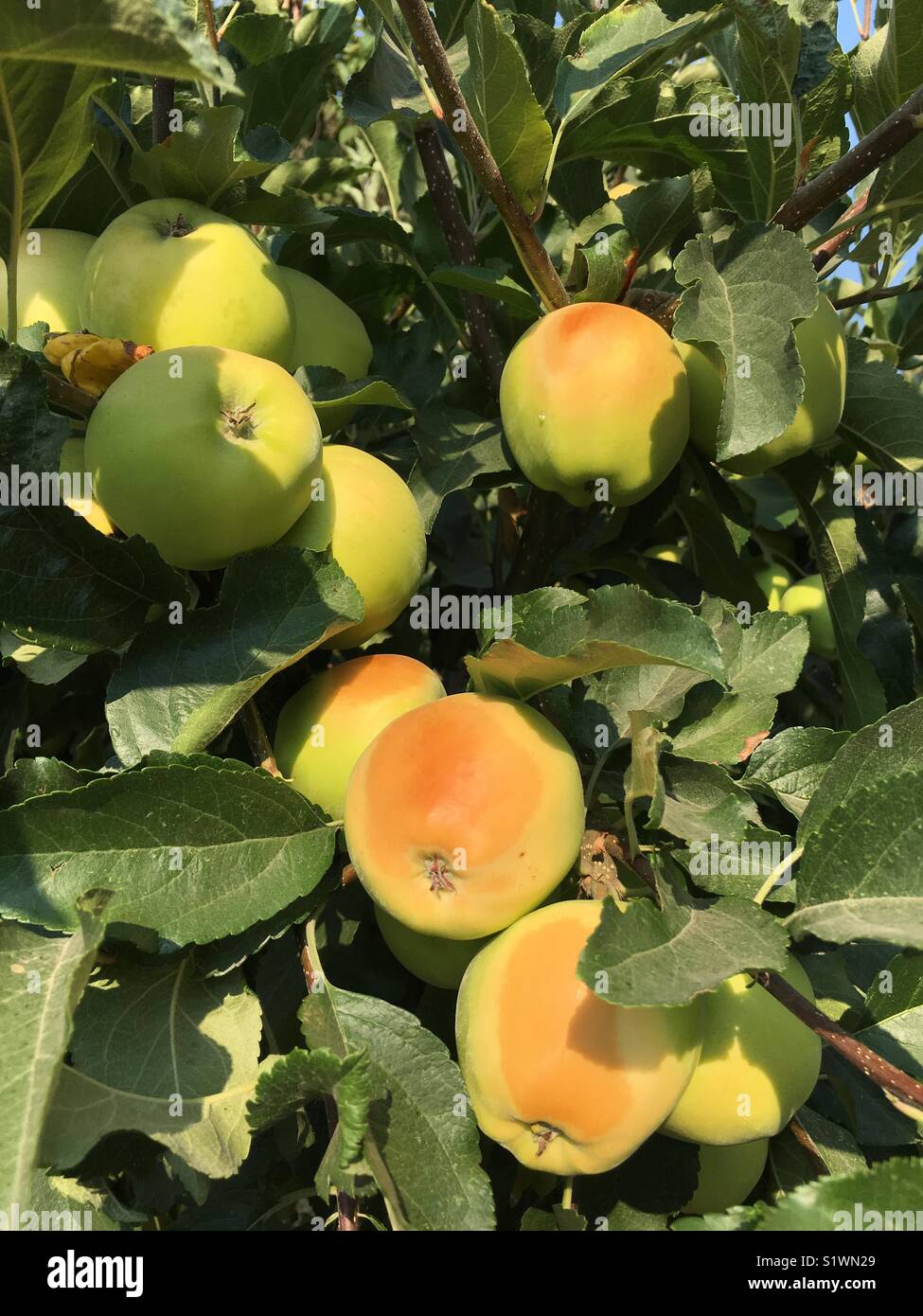 Tree growing in a loop hi-res stock photography and images - Alamy