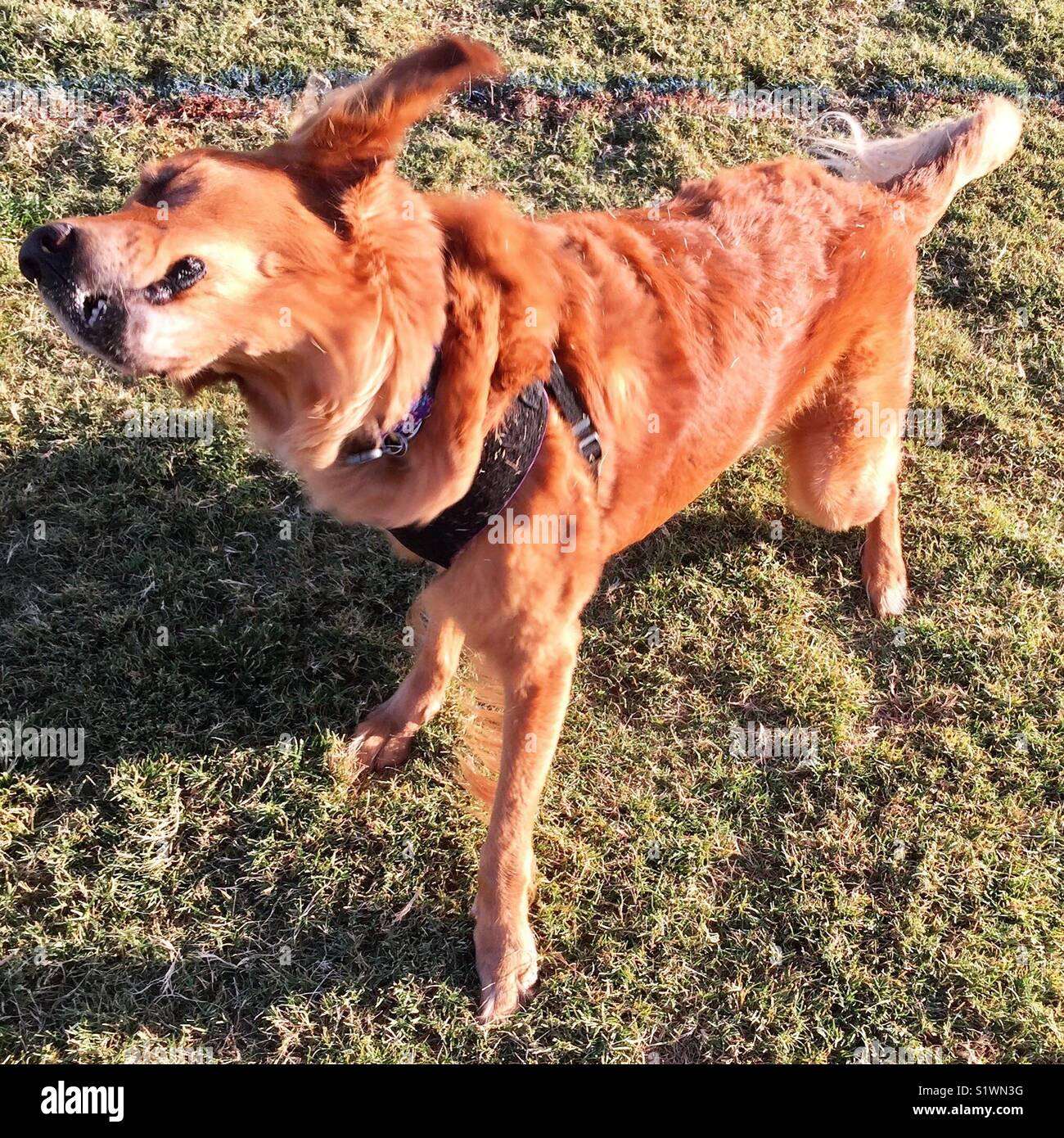 Shake dog hi-res stock photography and images - Alamy