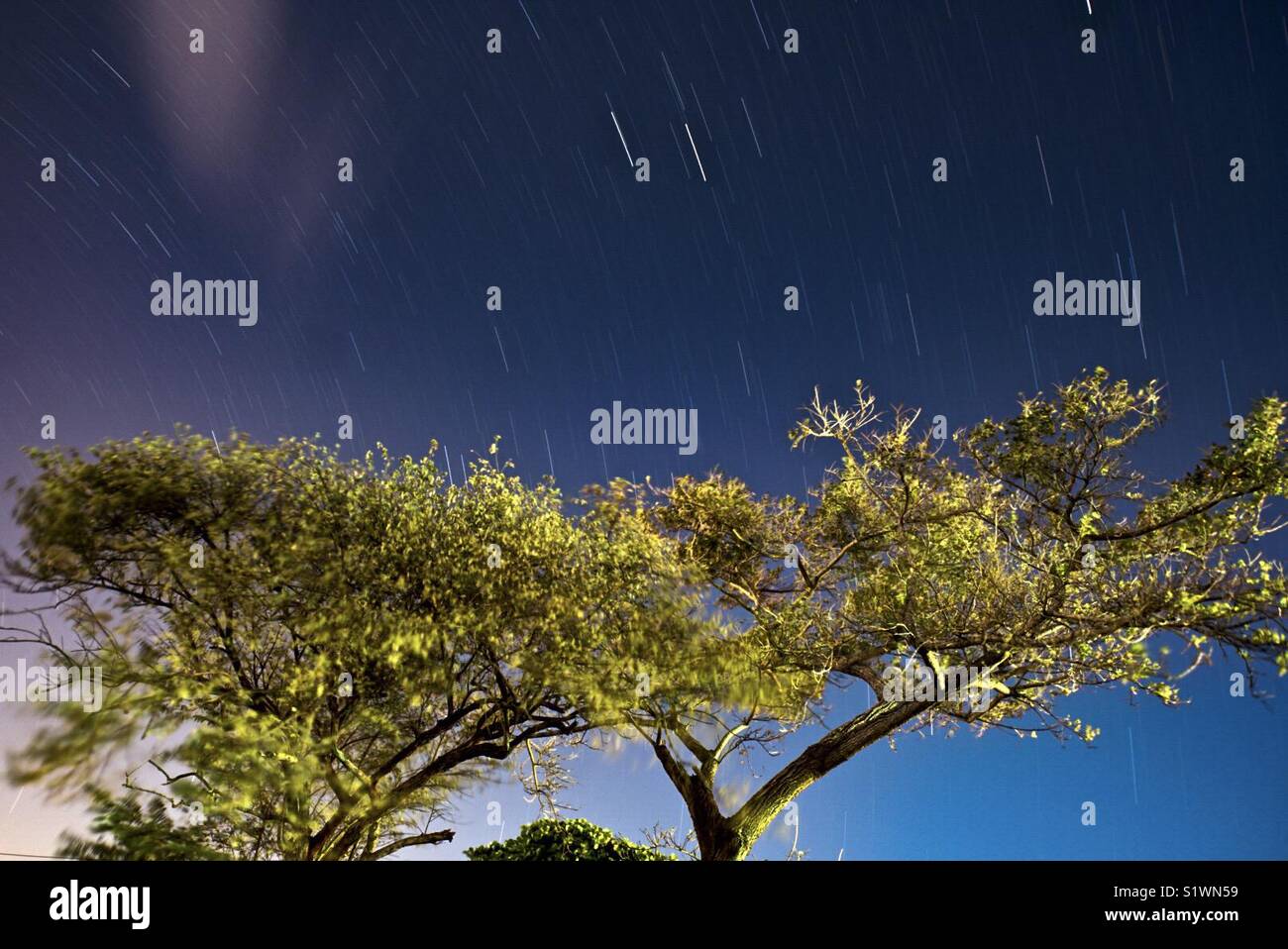Tree star trails hi-res stock photography and images - Alamy