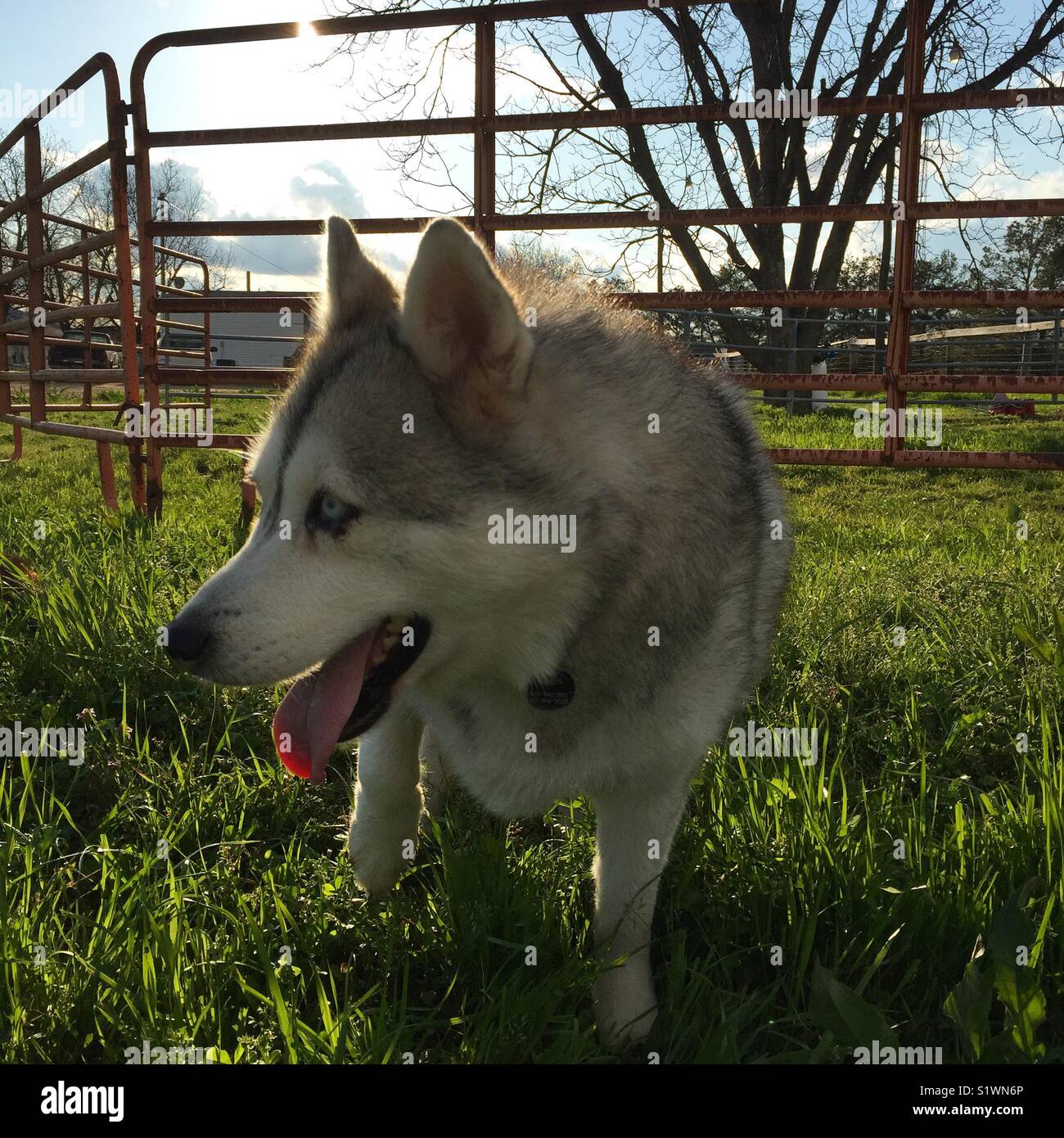 Puppy farm hi-res stock photography and images - Alamy