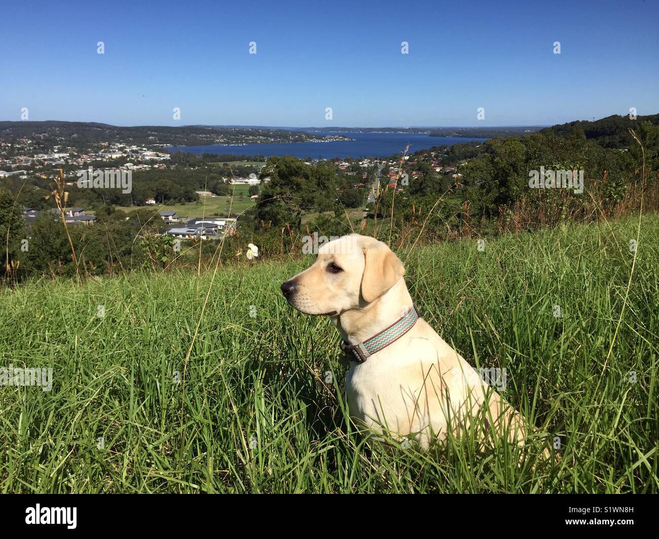 Labrador nature hi-res stock photography and images - Alamy