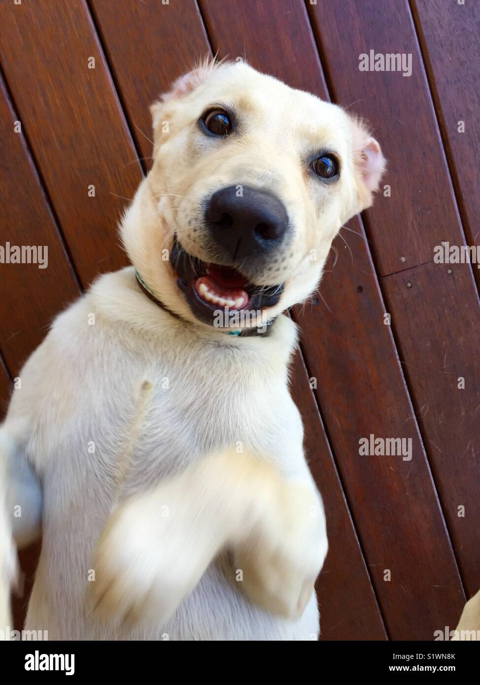 Smiling labrador hi-res stock photography and images - Alamy