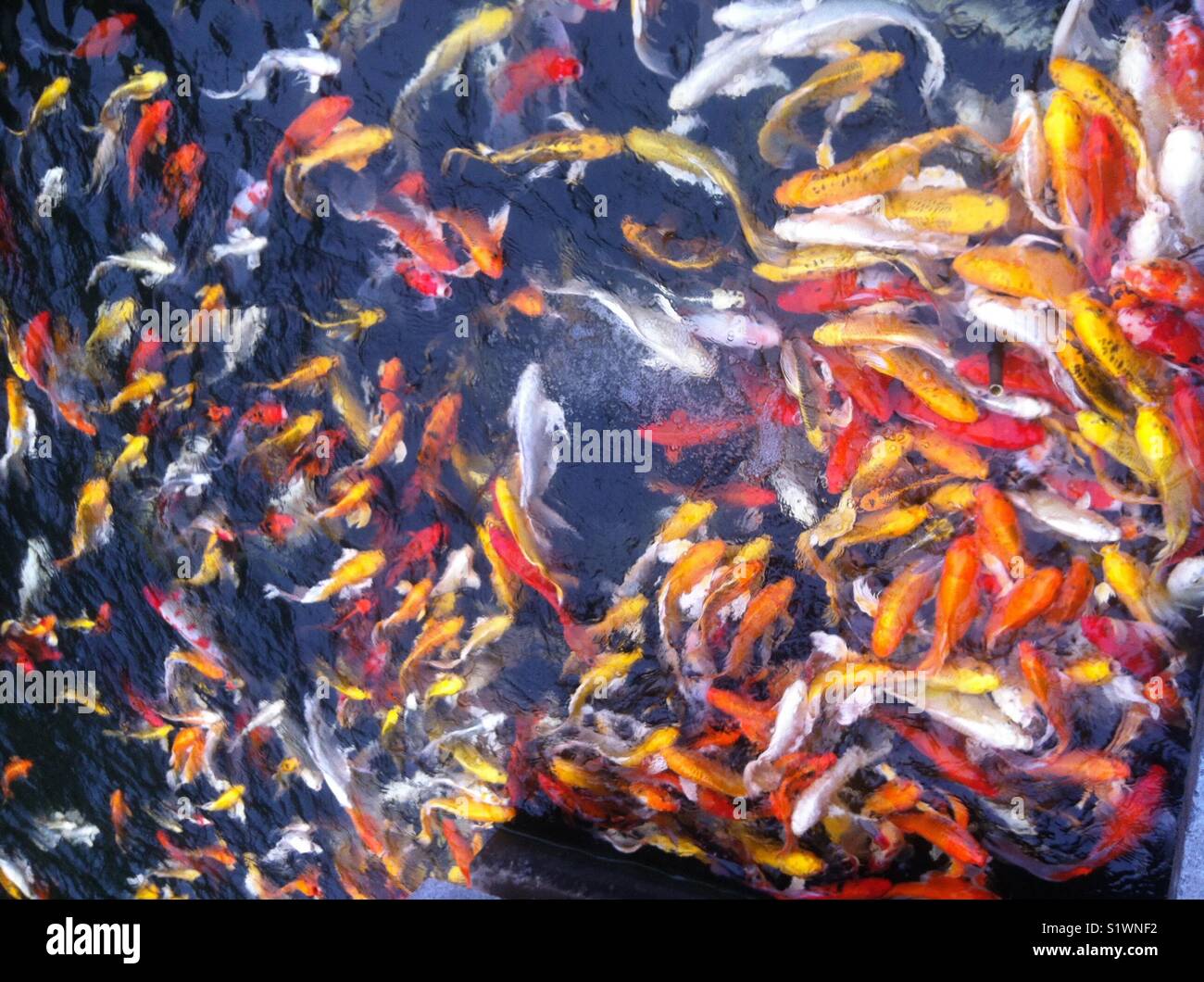 Unbelievable numerous colorful asian COY fishes Stock Photo - Alamy