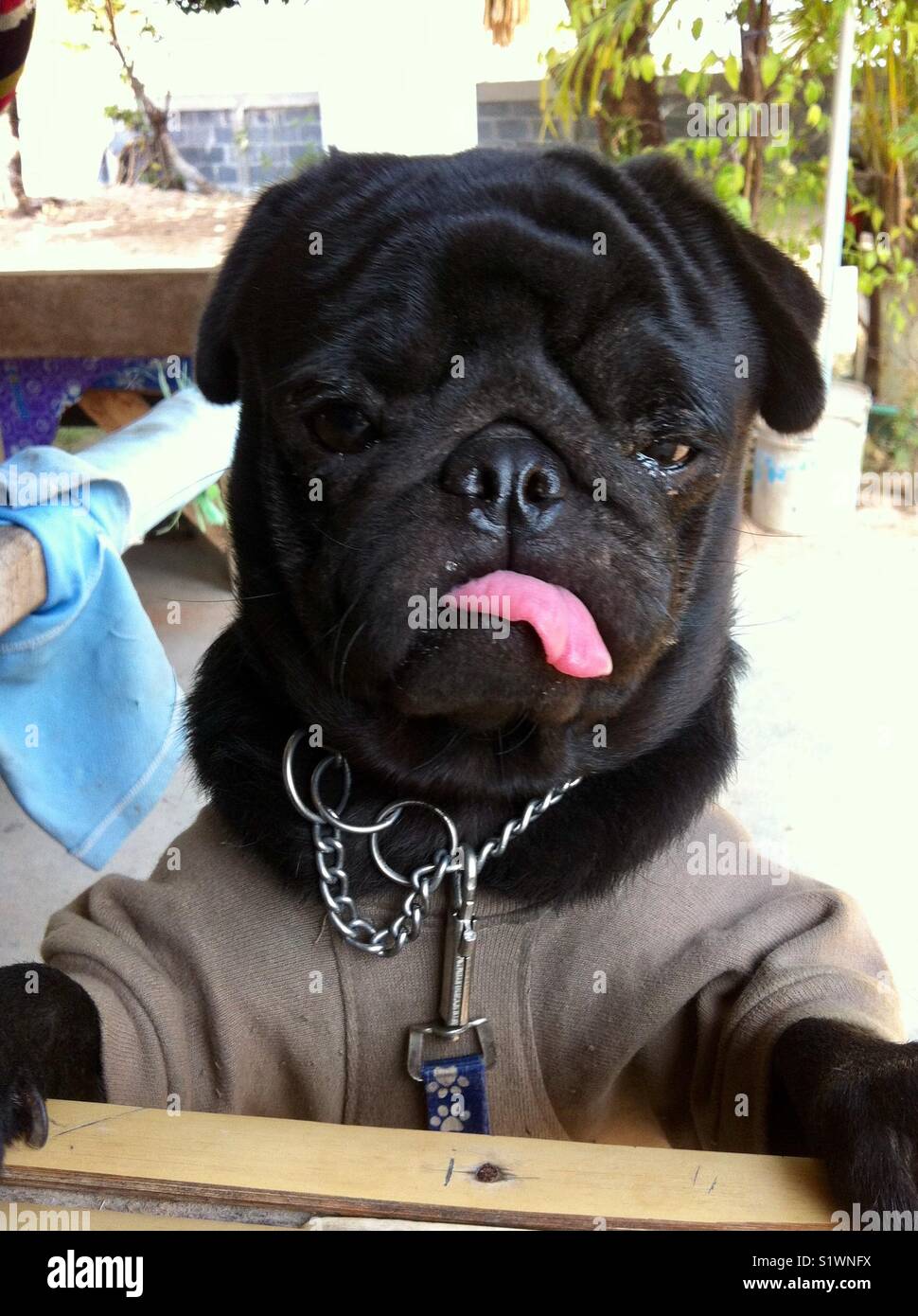 Pug funny dog Stock Photo - Alamy