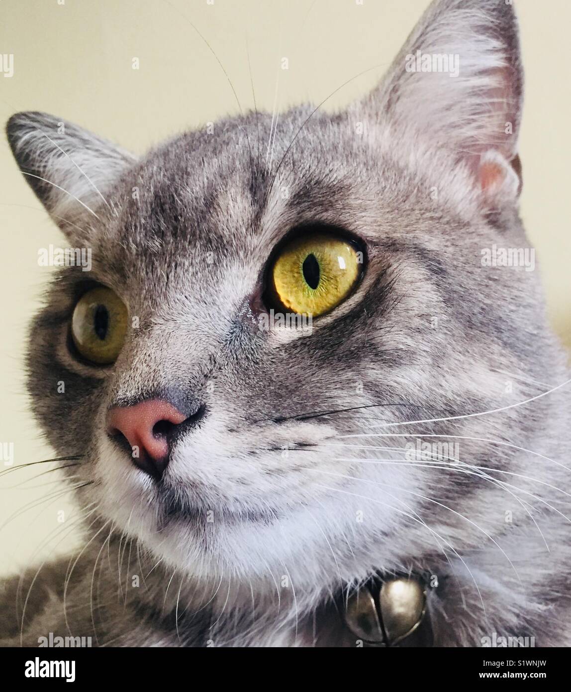 Pipo y hi-res stock photography and images - Alamy