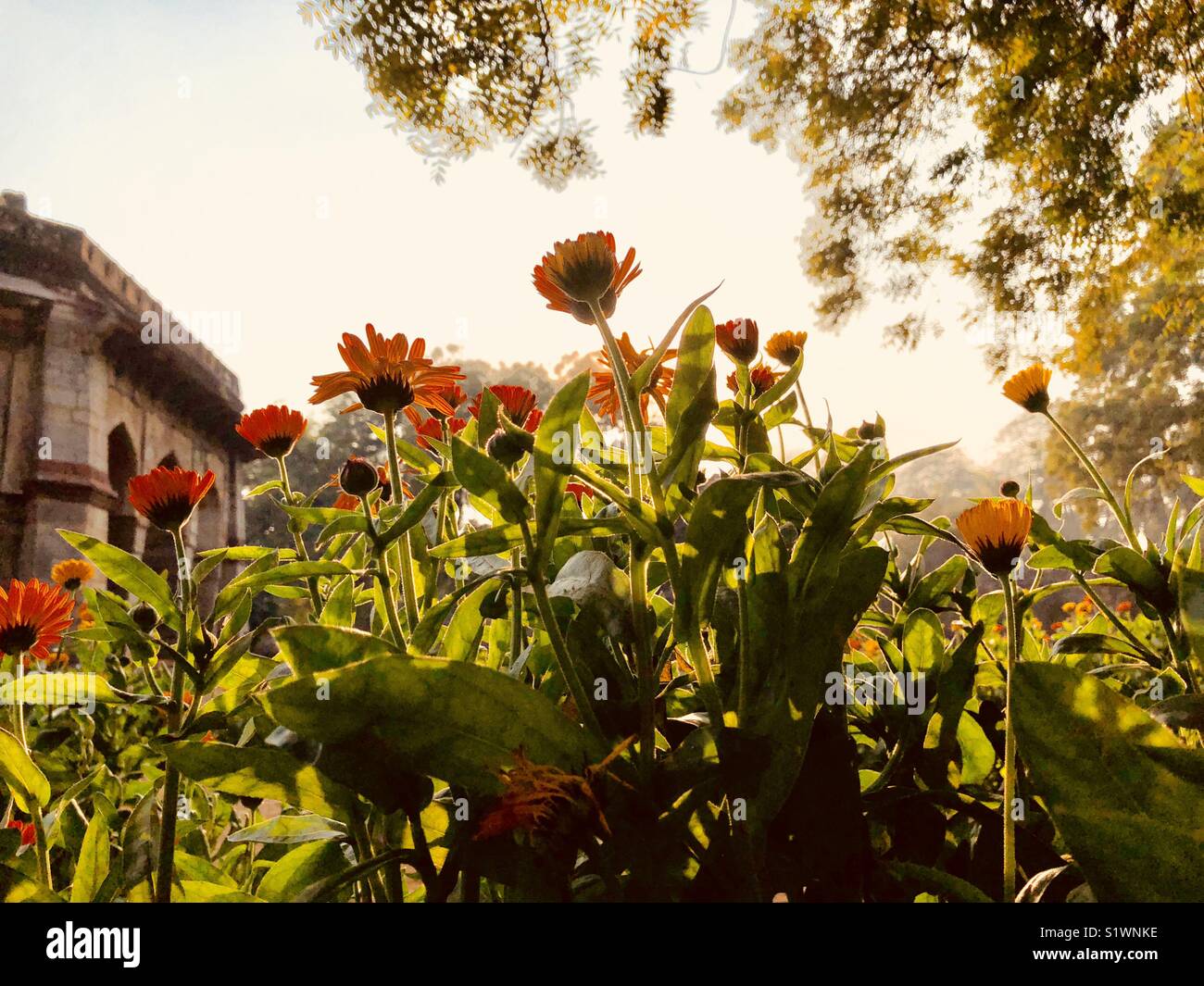 India orange flowers hi-res stock photography and images - Alamy