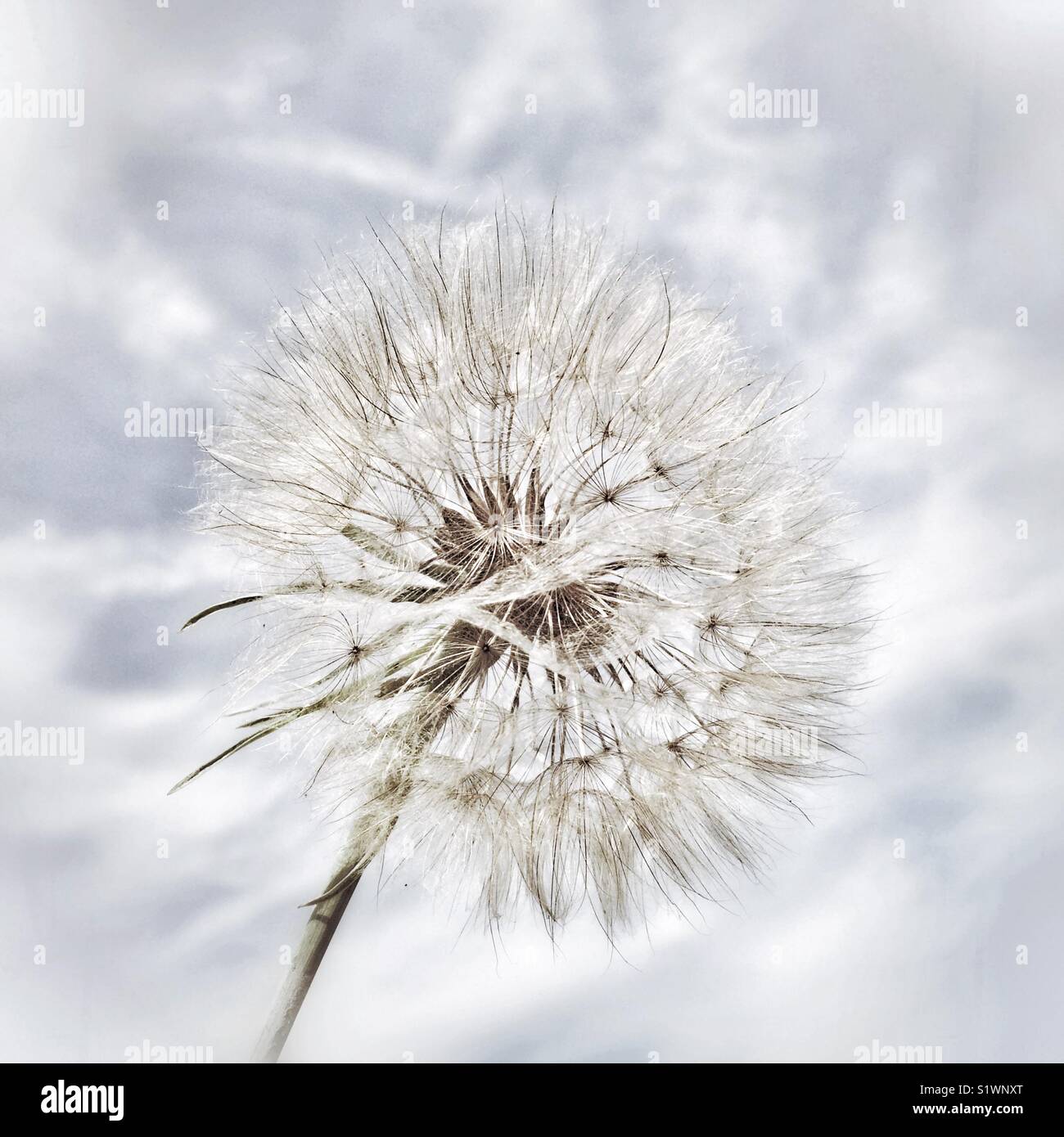 Seed like structure hi-res stock photography and images - Alamy