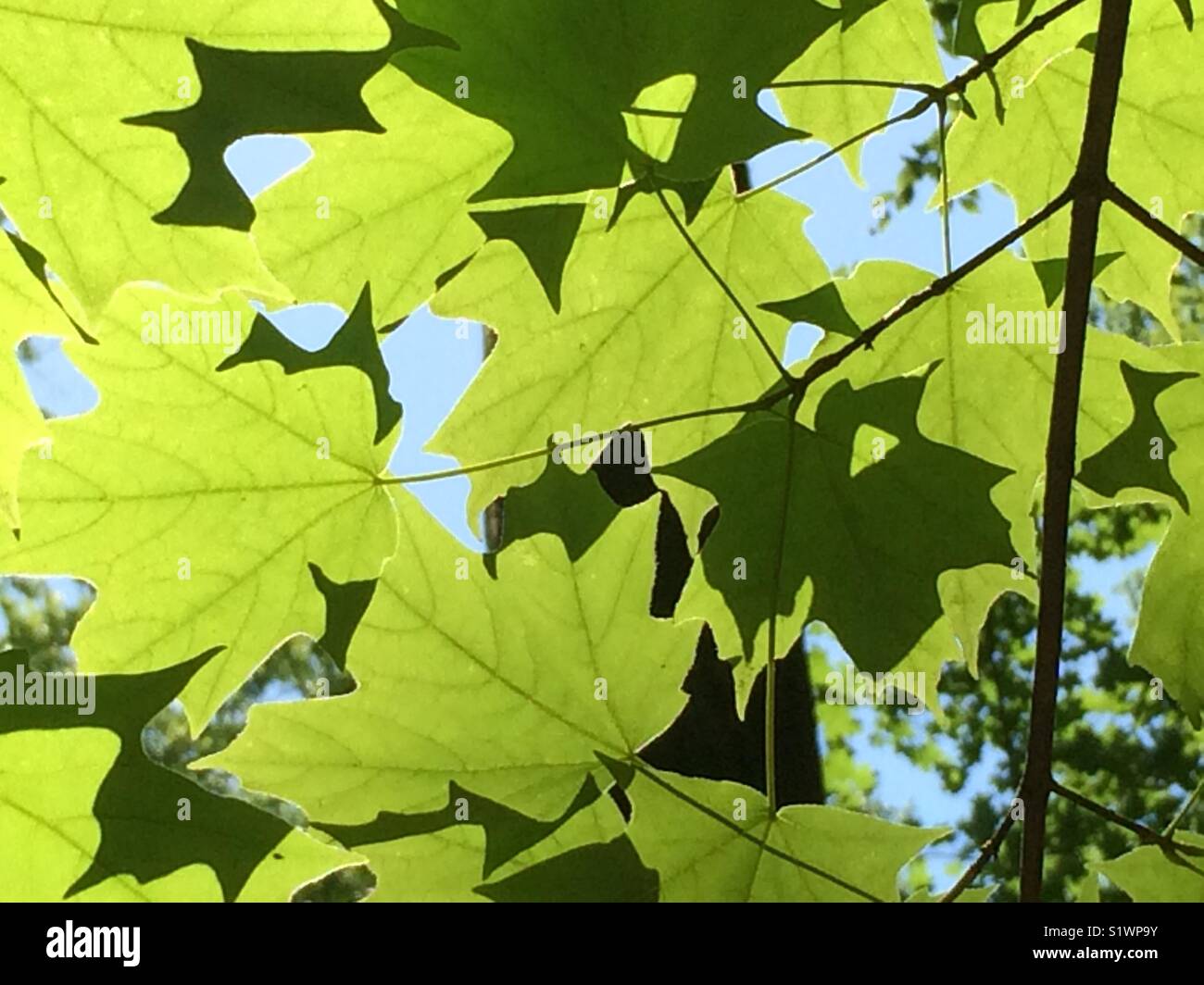 Sunlit Leaves Stock Photos & Sunlit Leaves Stock Images - Alamy
