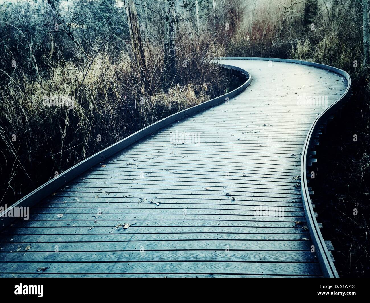 Winding raised wooden path through the woods and protected wetland near ...