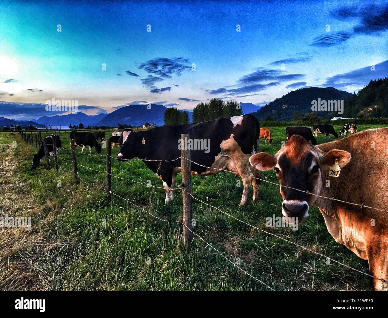 Dairy farm field hi-res stock photography and images - Alamy