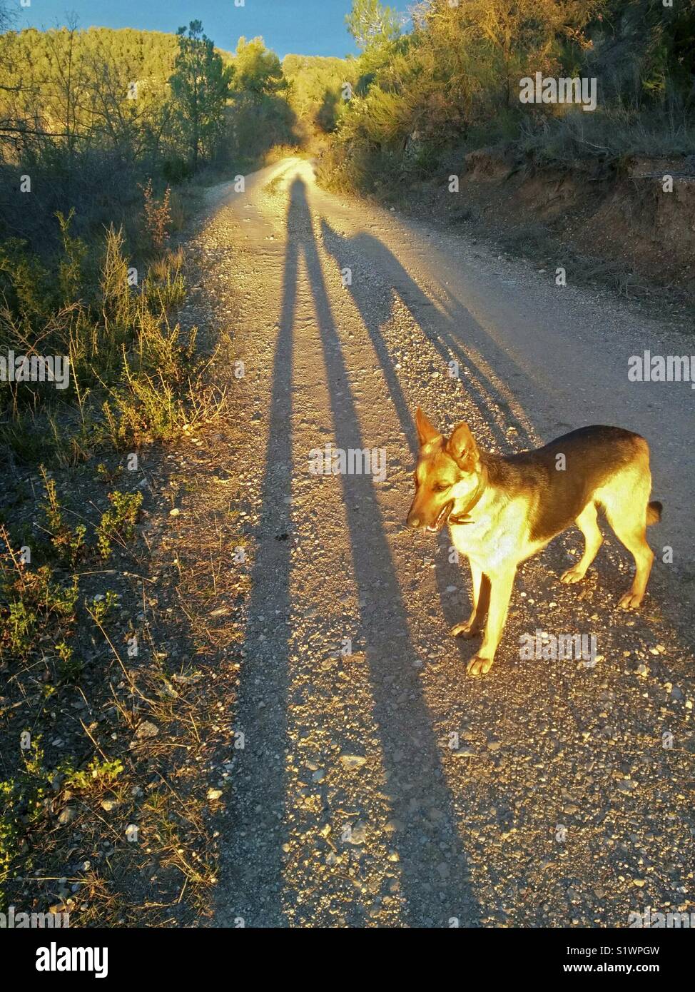 Shadows of man and dog Stock Photo - Alamy