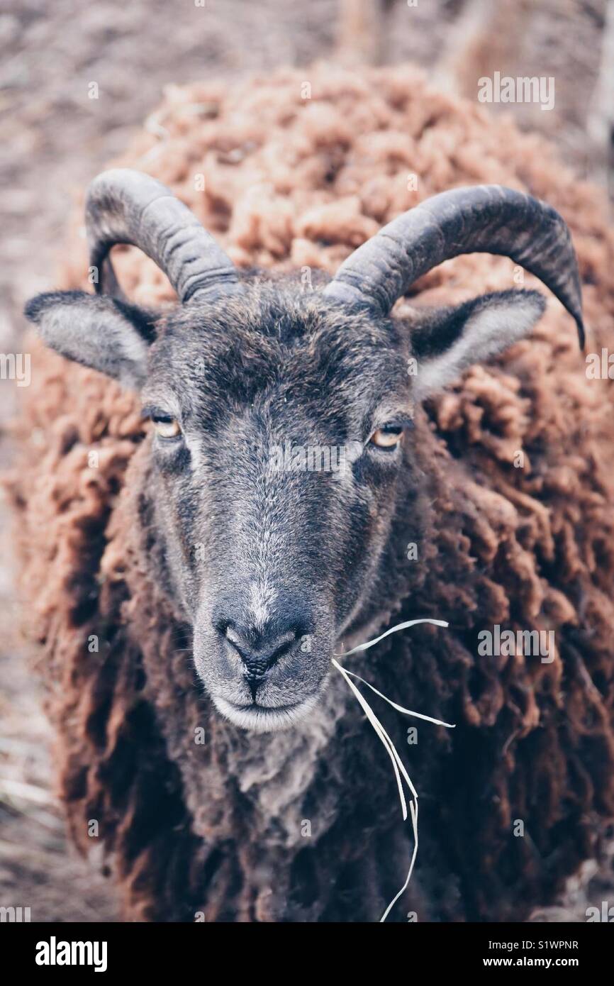 Soay sheep hi-res stock photography and images - Alamy