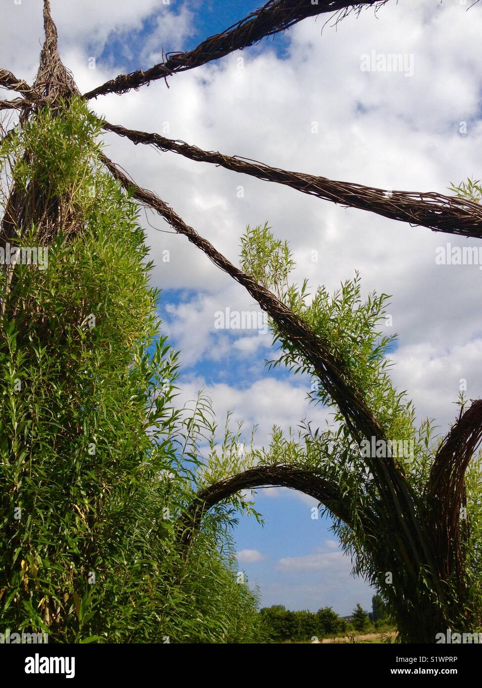 Salix structure hi-res stock photography and images - Alamy