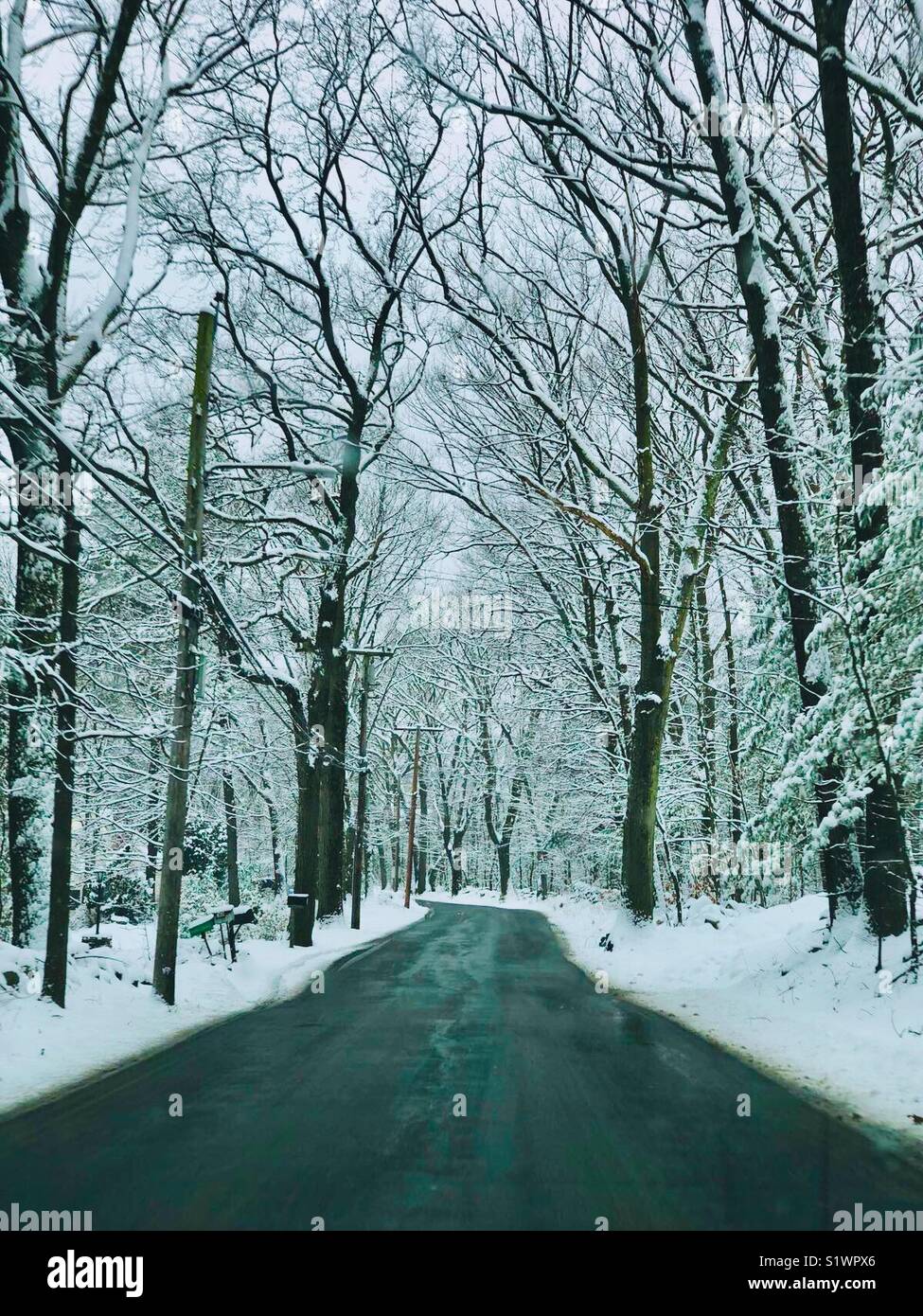 Jungle in the winter Stock Photo - Alamy