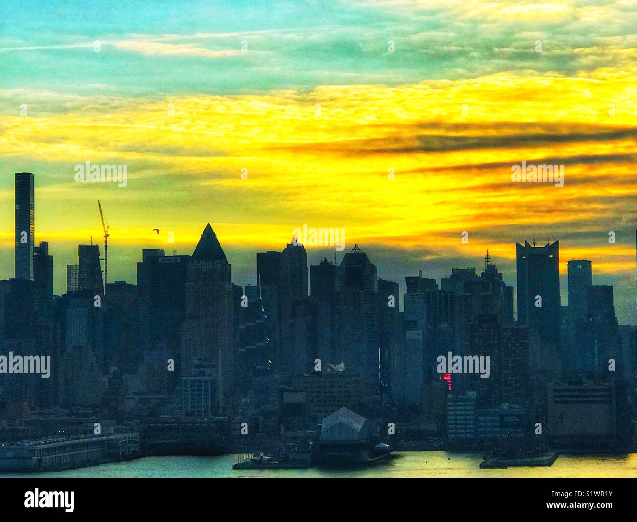 New york manhattan bird hi-res stock photography and images - Alamy