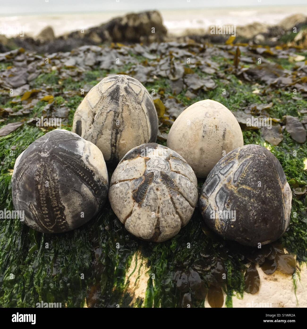 Fossilised sea urchins Stock Photo - Alamy