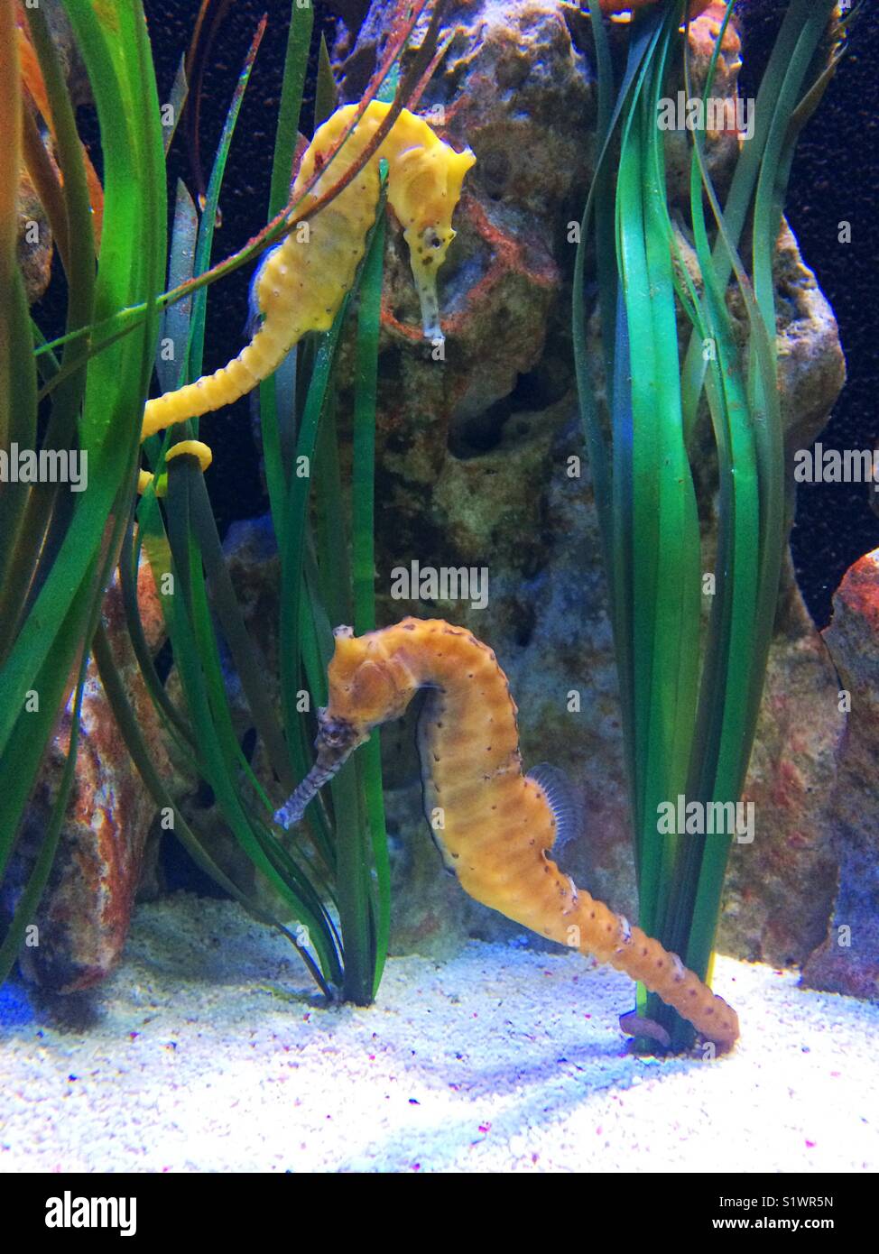 Sea horses underwater hi-res stock photography and images - Alamy