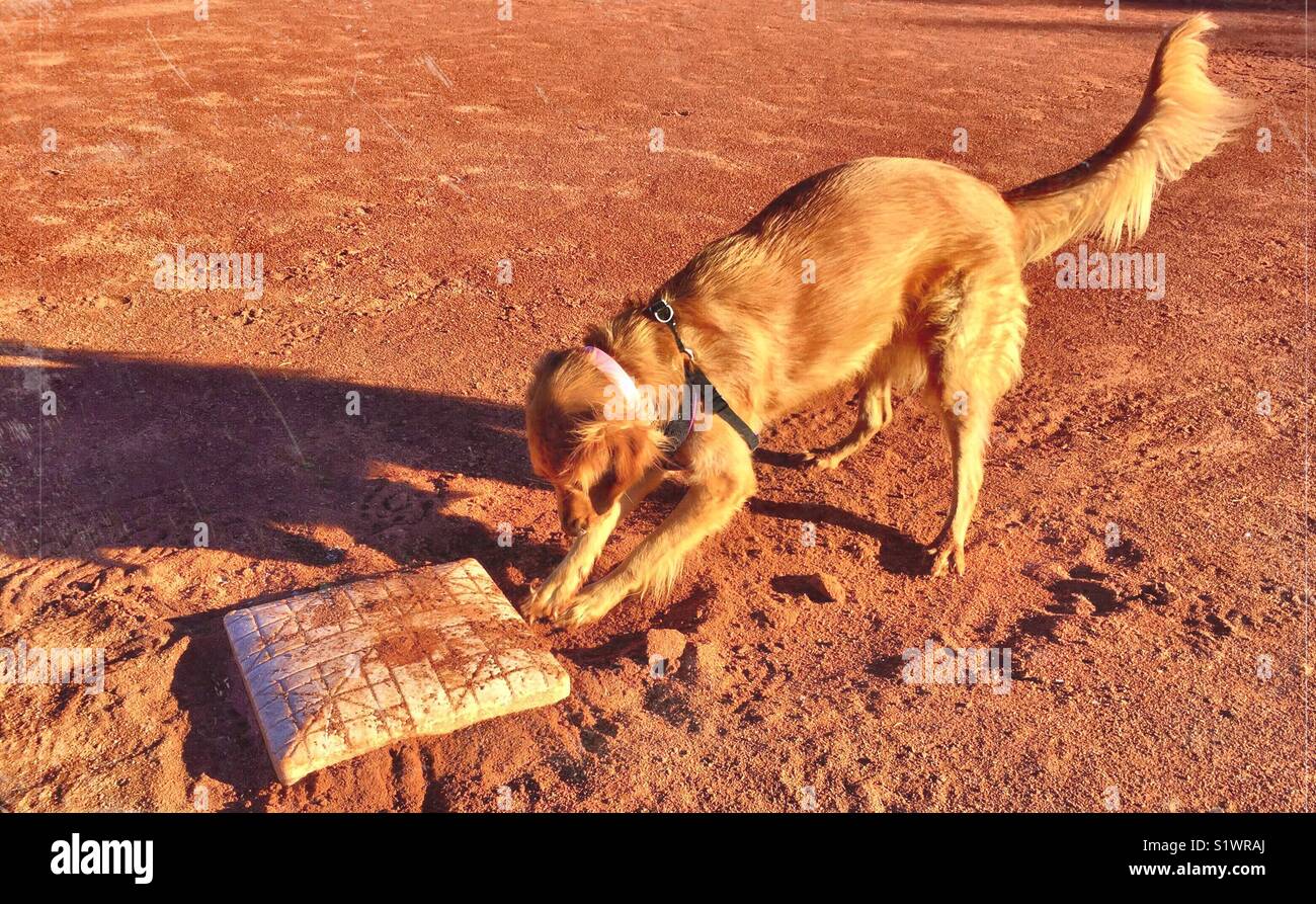 Golden retriever digging hi-res stock photography and images - Alamy
