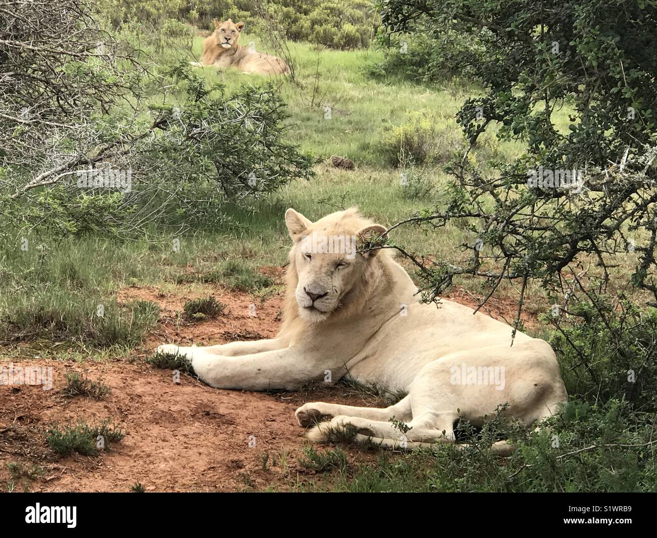 Lions resting in the afternoon heat Stock Photo - Alamy