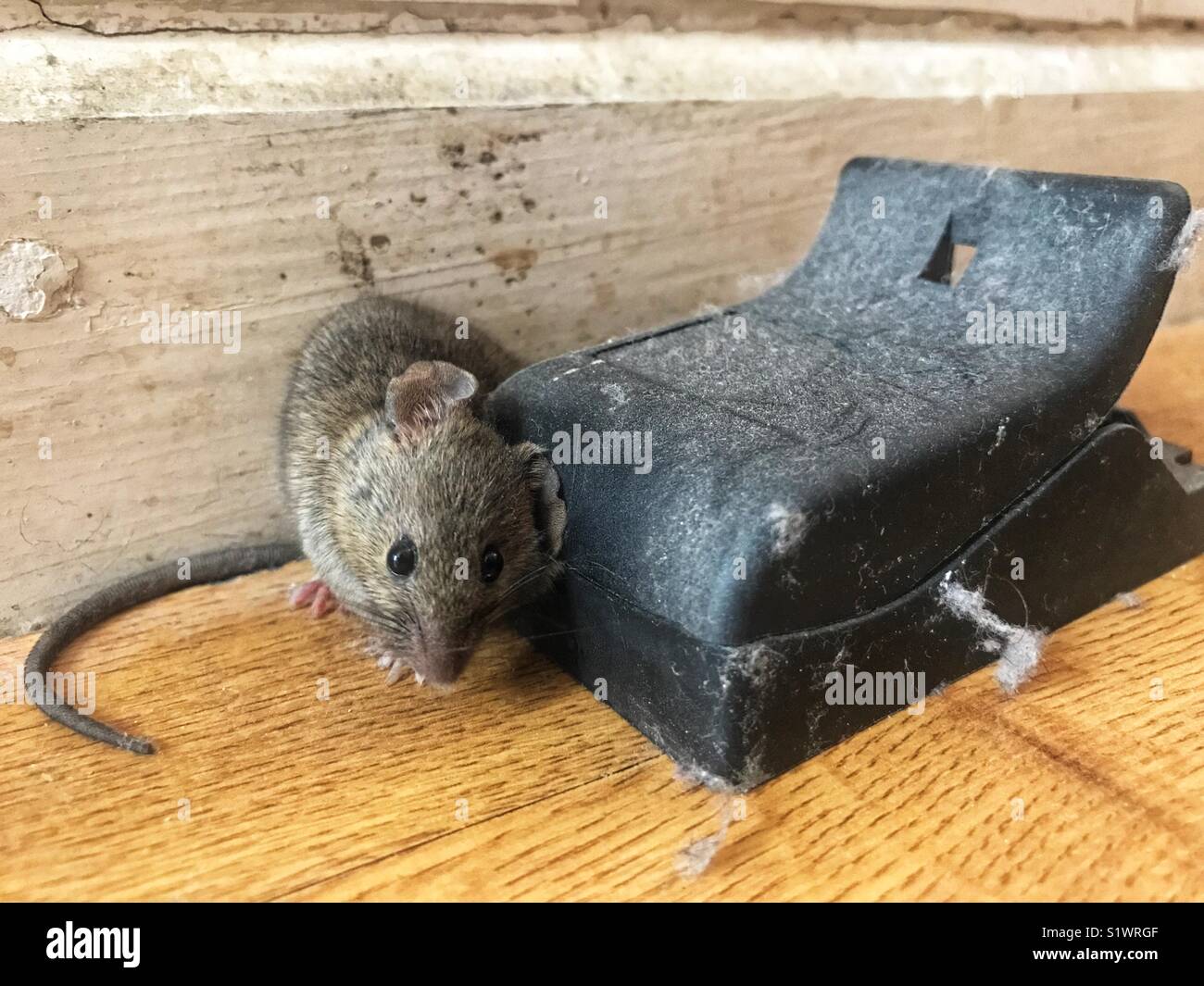 Mouse in a trap Stock Photo - Alamy