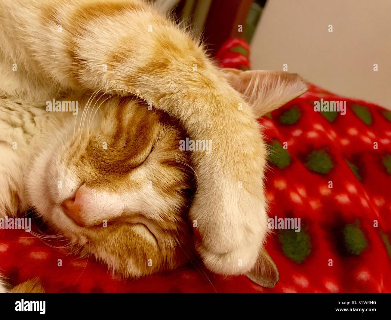 Sleep red hi-res stock photography and images - Alamy