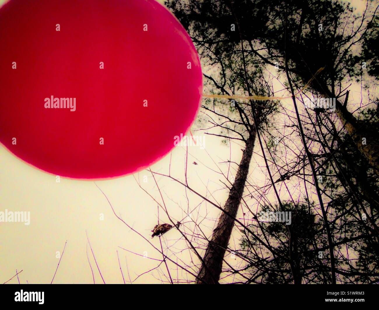 Pink balloon against winter trees Stock Photo - Alamy