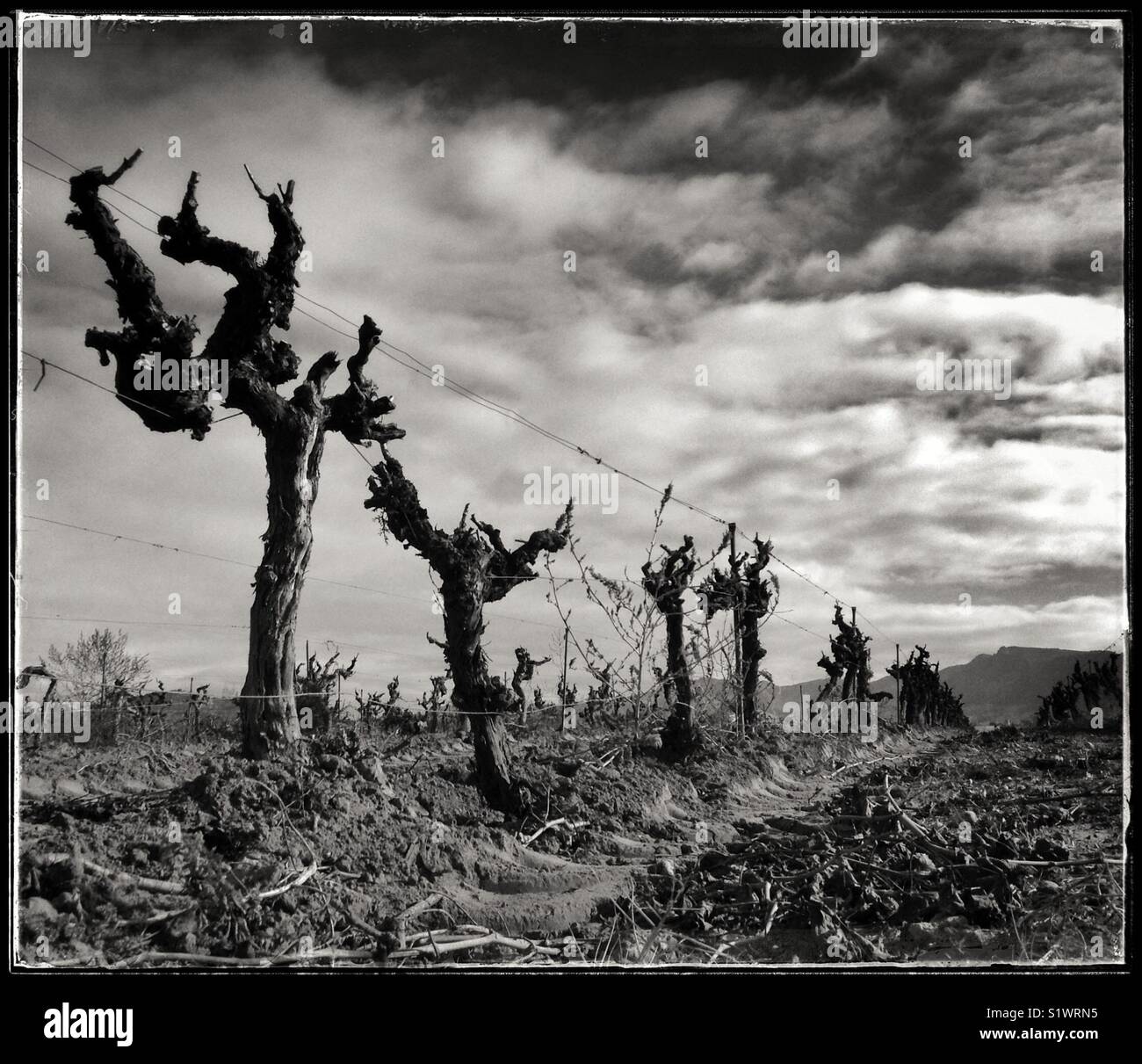 Field of grapevines hi-res stock photography and images - Alamy