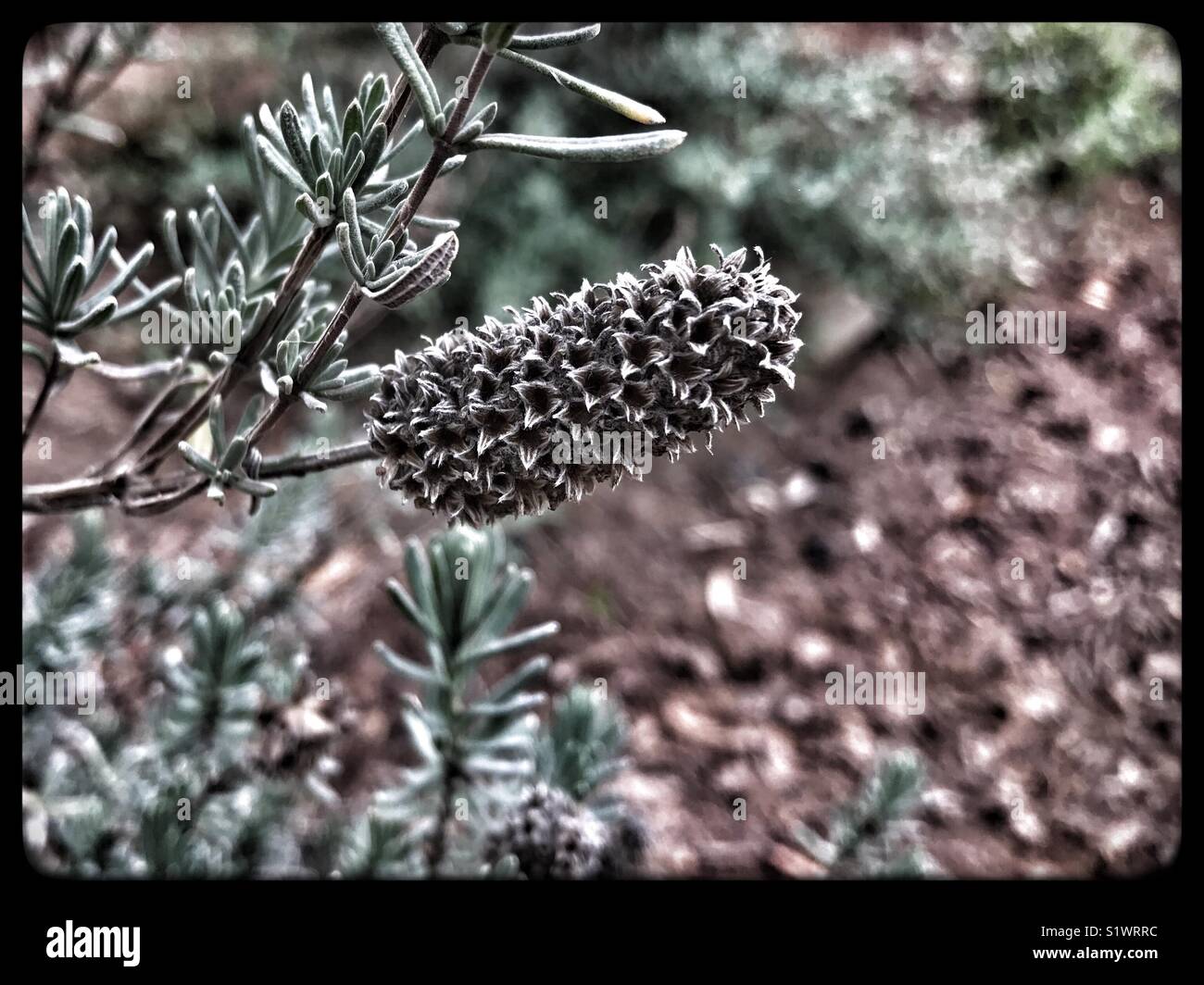 Empty seed pod hi-res stock photography and images - Alamy