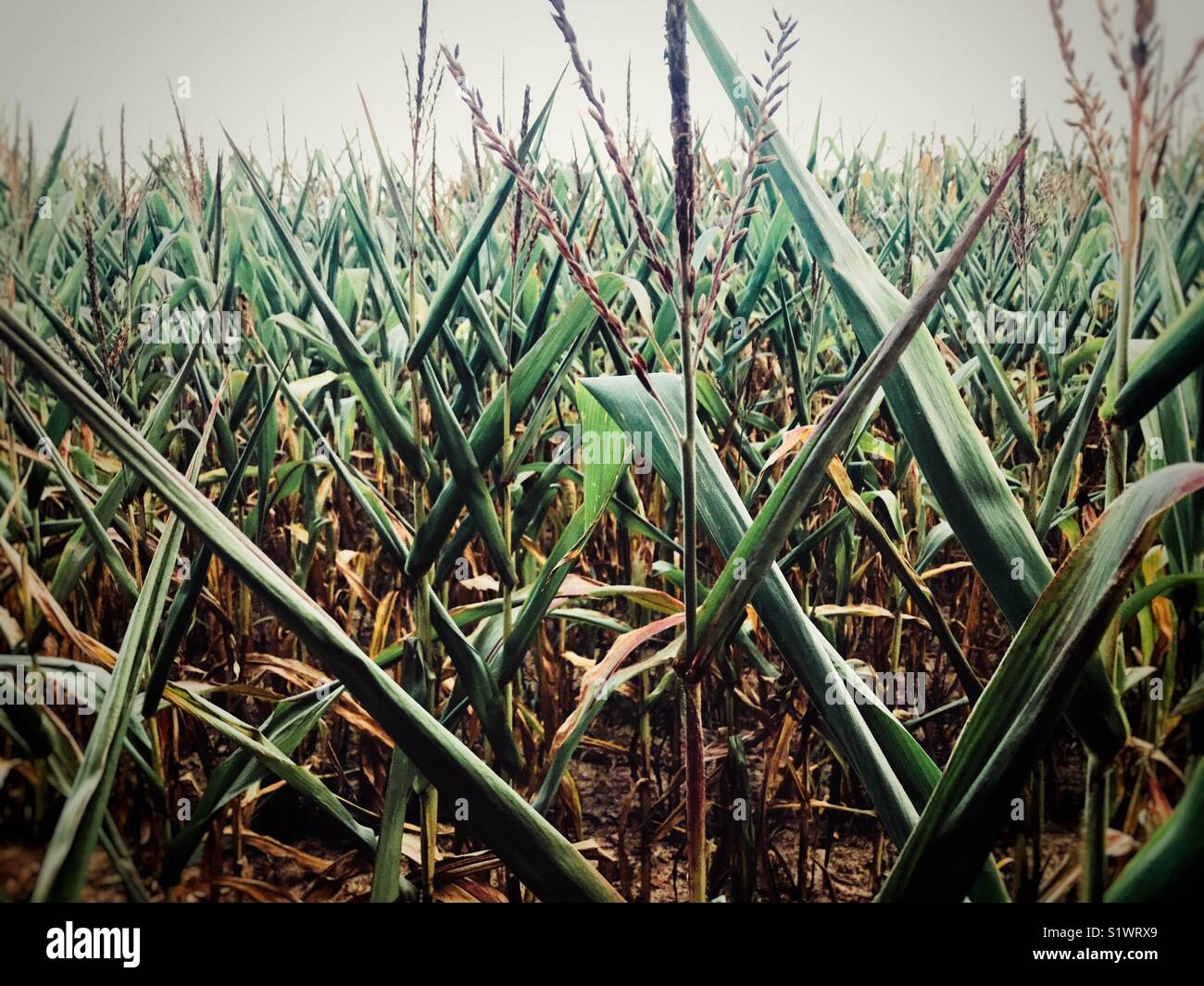 Rows of field corn with tassels Stock Photo - Alamy