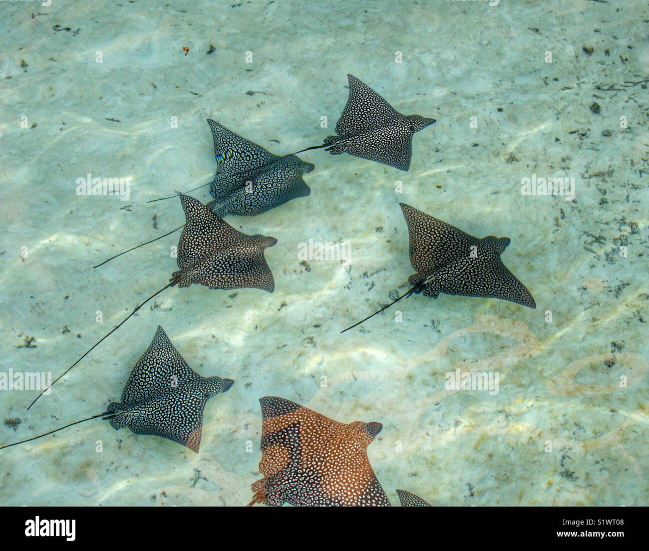 Spotted eagle rays in the lagoon Bora Bora, French Polynesia Stock ...