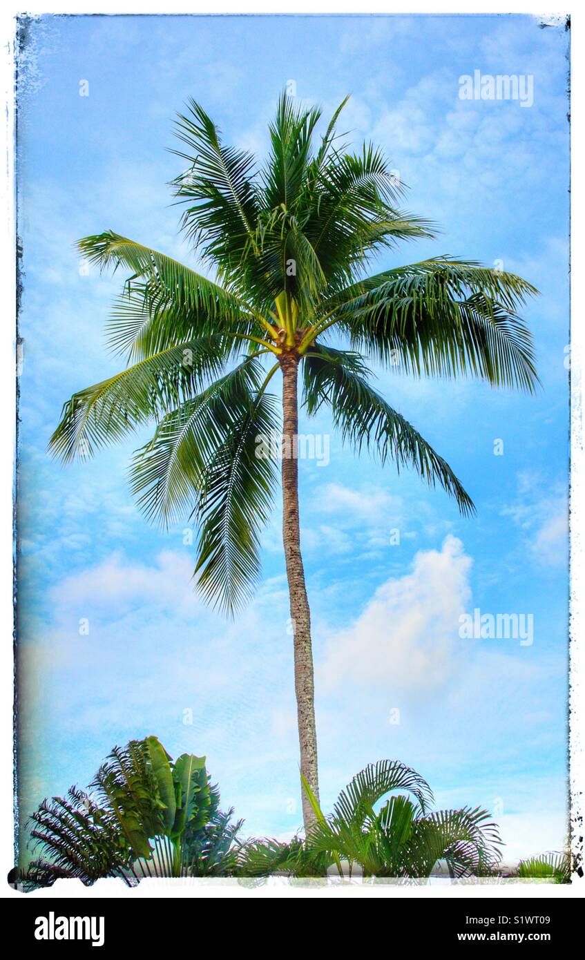 Palm tree on the main land of Bora Bora, French Polynesia Stock Photo ...