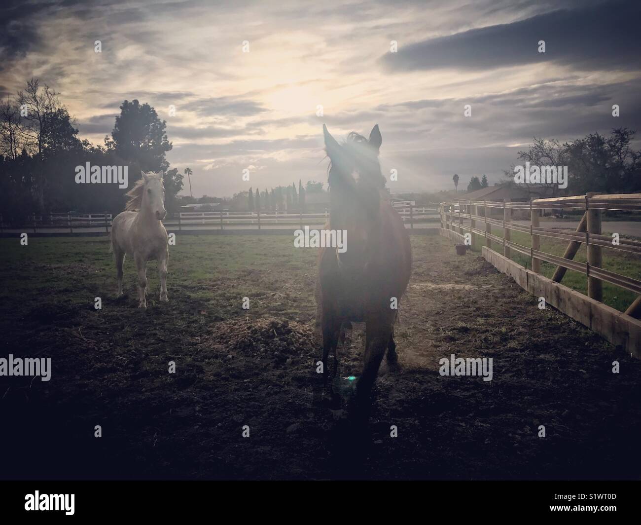 Two horses in an arena Stock Photo - Alamy