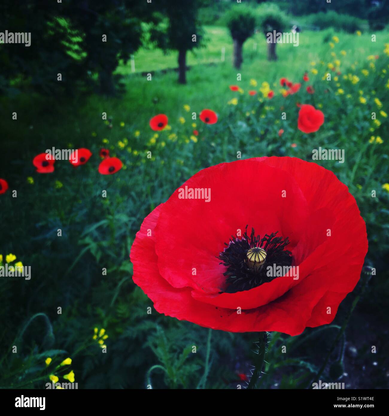 Poppy lest we forget hi-res stock photography and images - Alamy