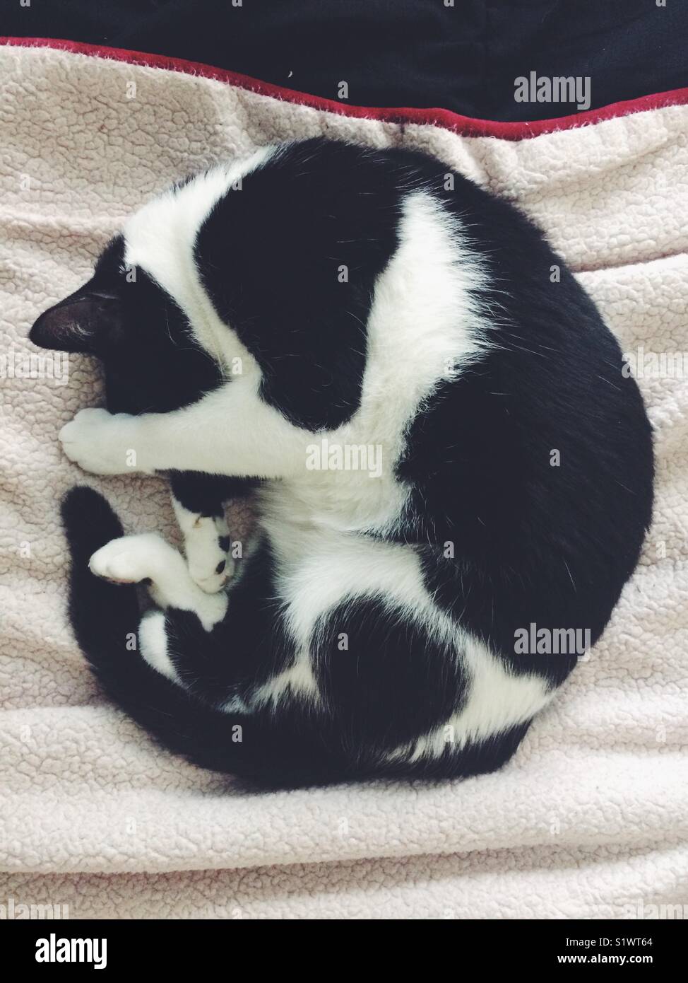 Curled cat hi-res stock photography and images - Alamy