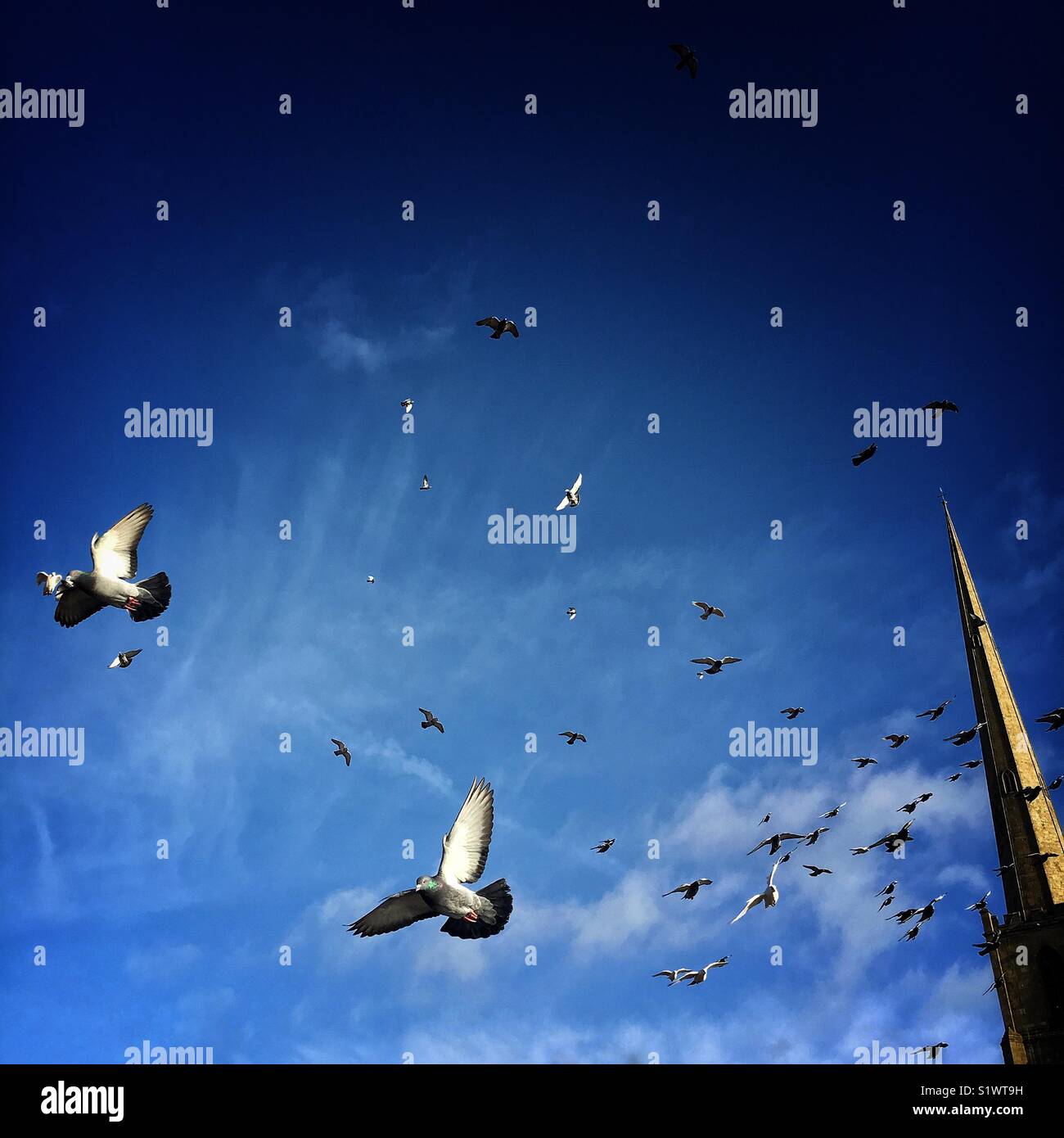 Pigeons are flying hi-res stock photography and images - Alamy