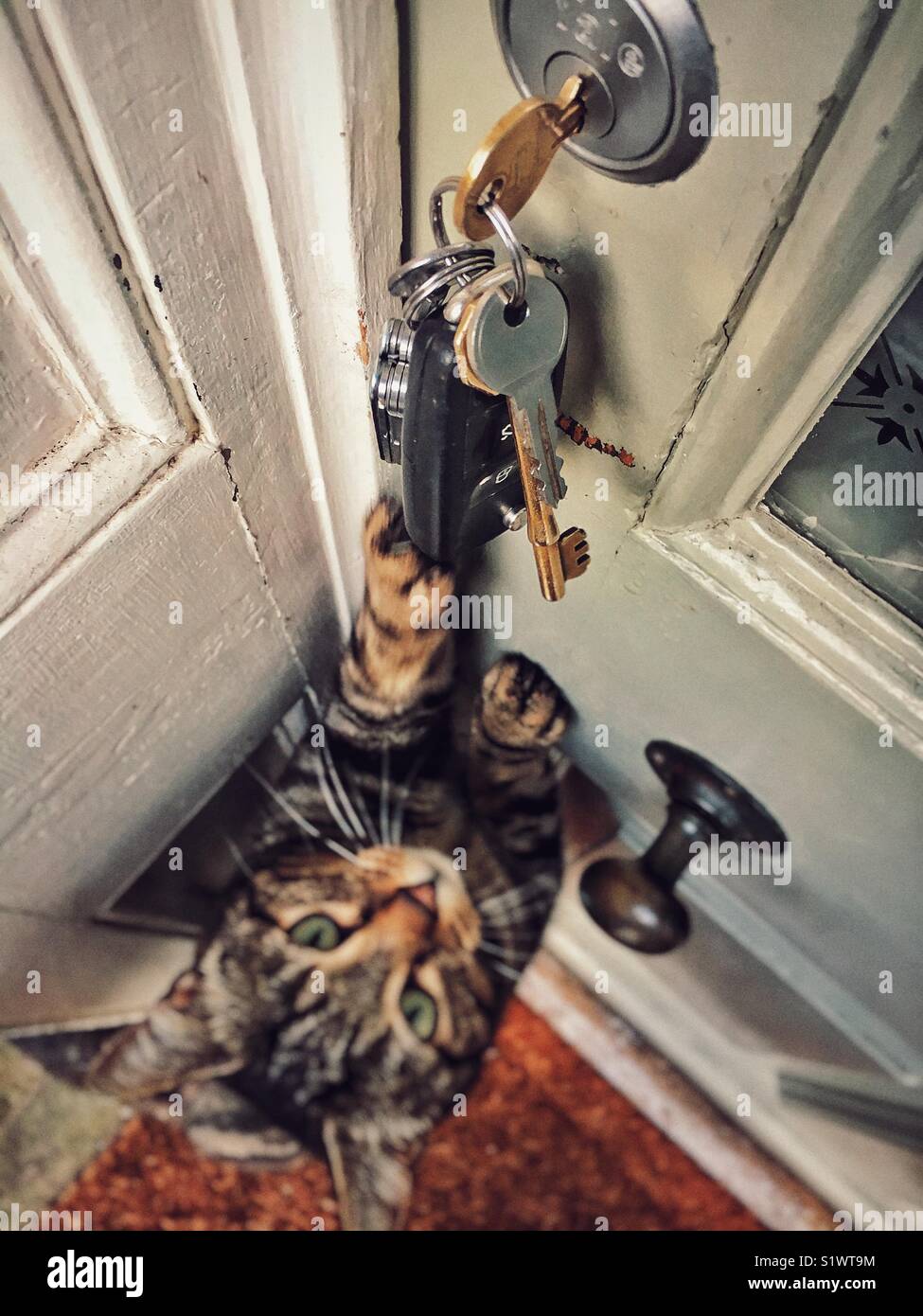 Cat at door Stock Photo - Alamy