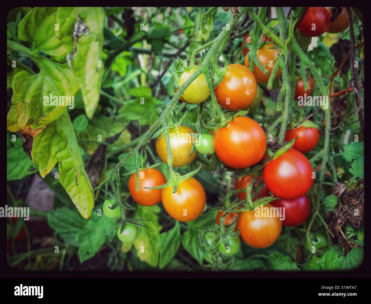 Green cluster hi-res stock photography and images - Alamy