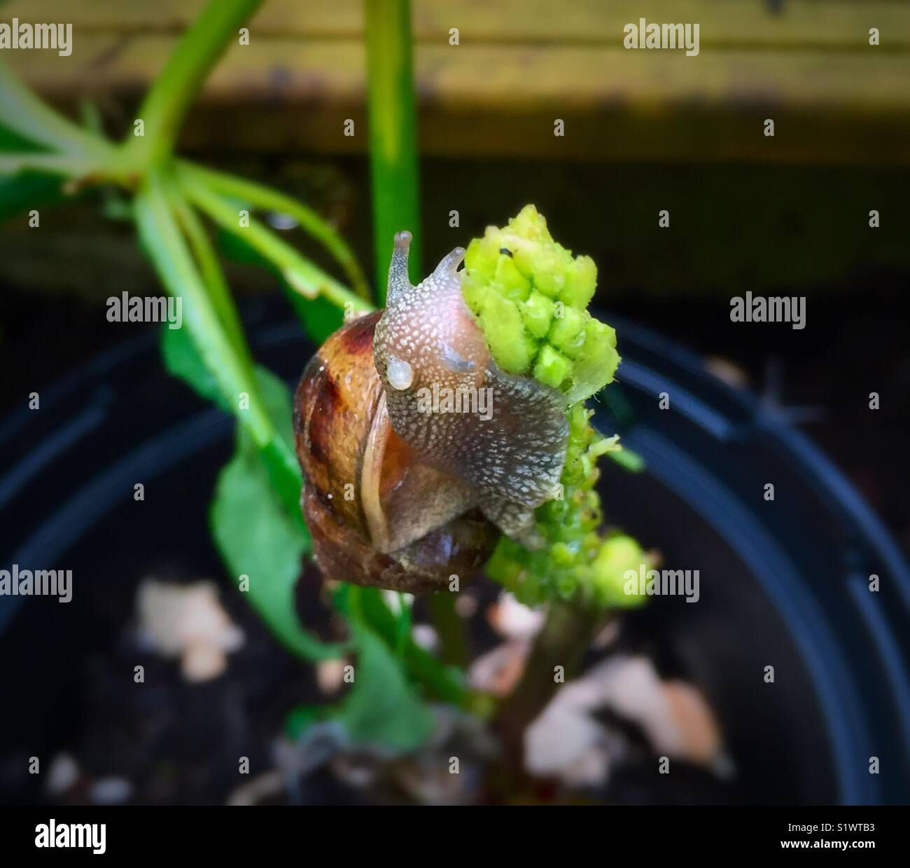 Garden Snail Eating Greenery Stock Photo - Alamy