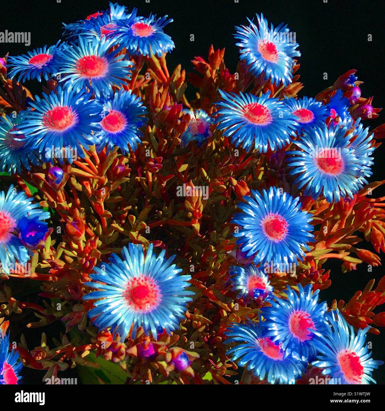 Blue and red flowers Stock Photo - Alamy