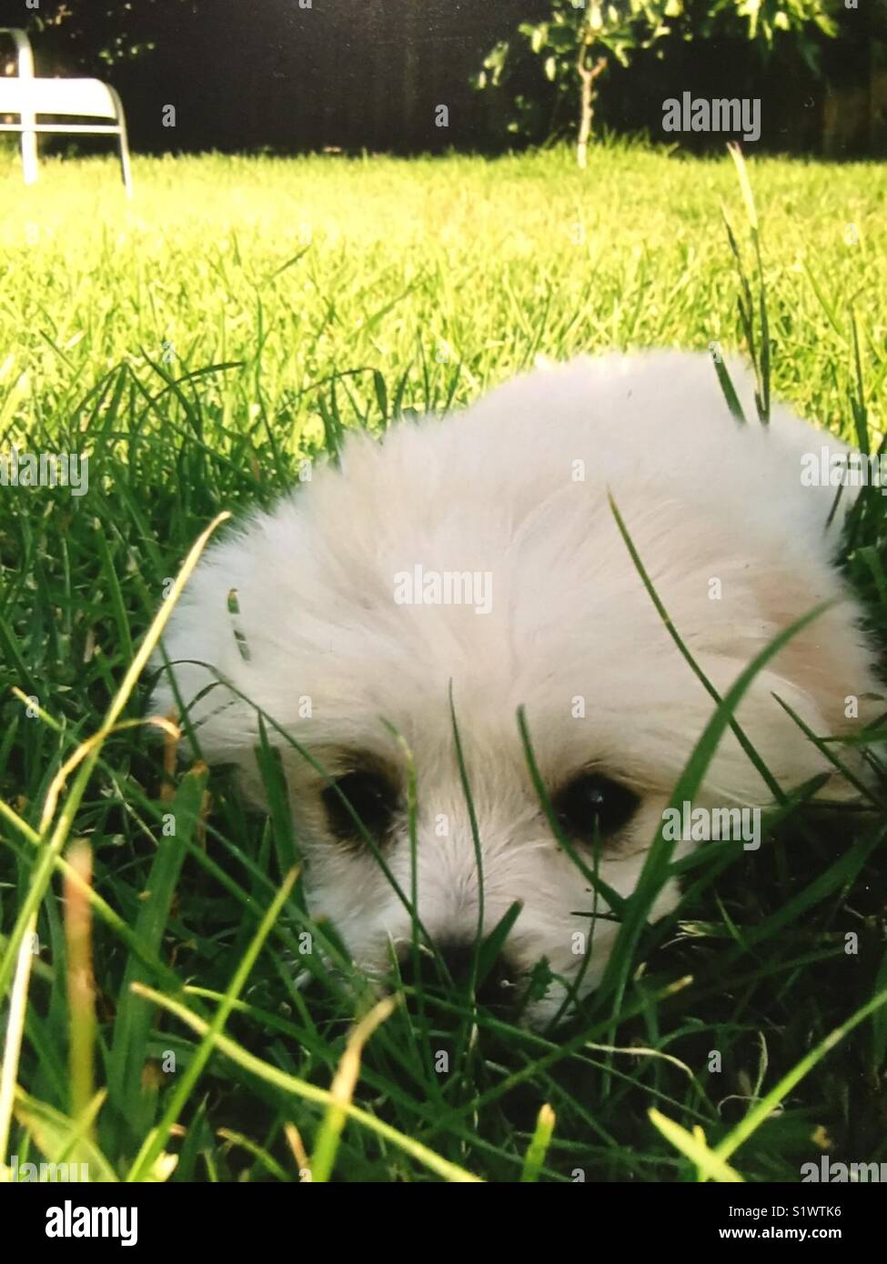Puppy hiding in lawn Stock Photo - Alamy