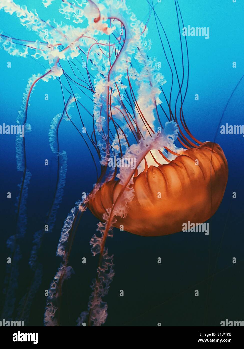 Sea water creature hi-res stock photography and images - Alamy